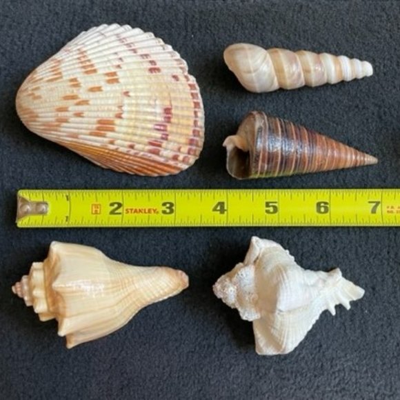 Mother Nature | Accents | 7 Large Unique Sea Shells Conch Babylonia ...